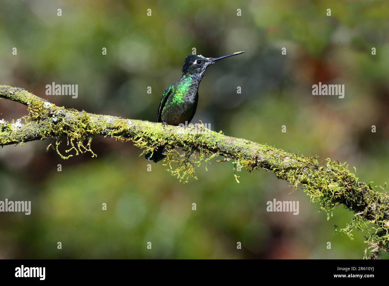 Magnificent hummingbird (eugenes fulgens) female in the highland forest ...