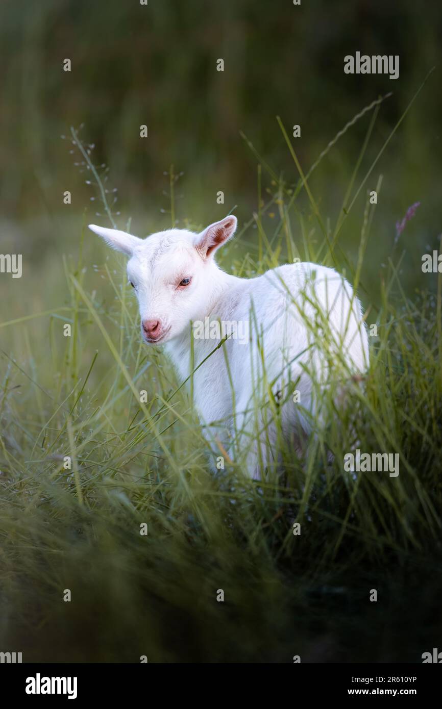 Baby Goat in the field in the warming light of sunrise, Germany, Europe ...