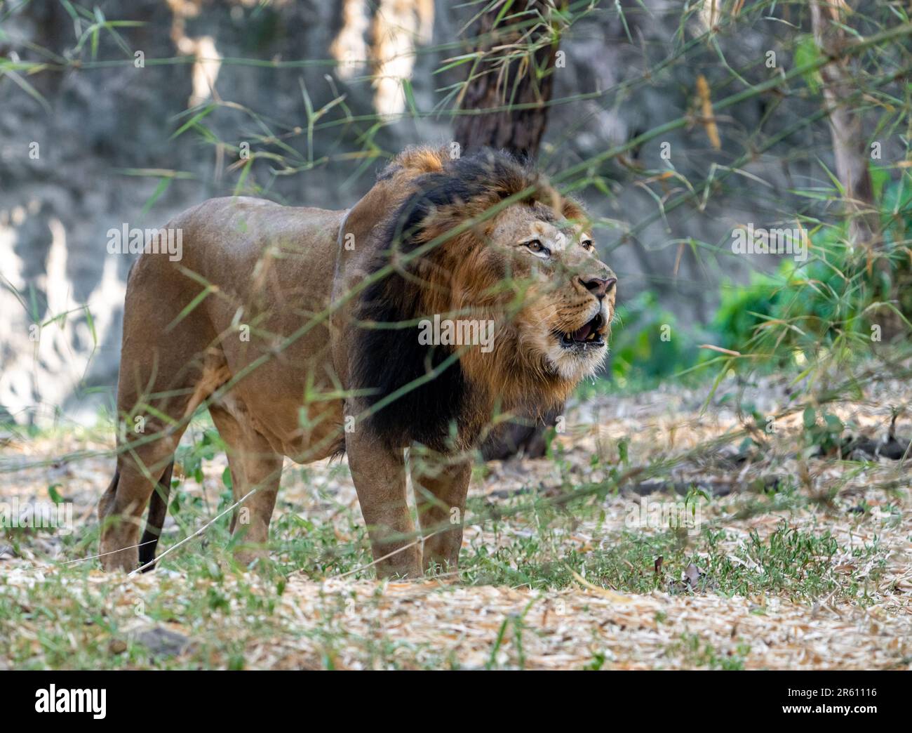 A majestic male lion standing in lush woodland, surrounded by the lush ...