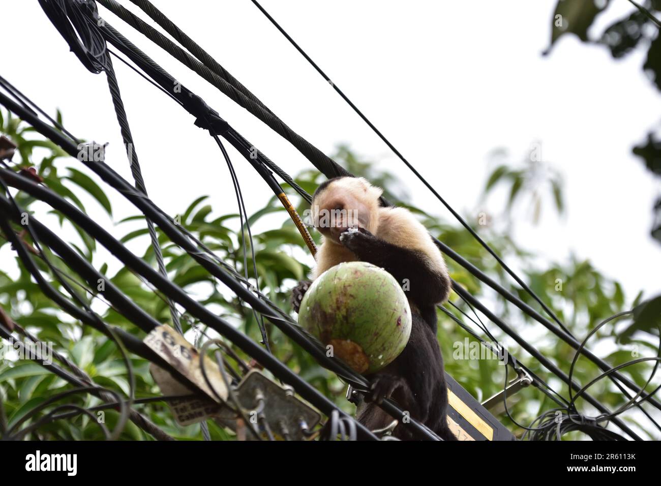 A white faced capuchin (cebus capucinus) eating a fruit sitting on ...