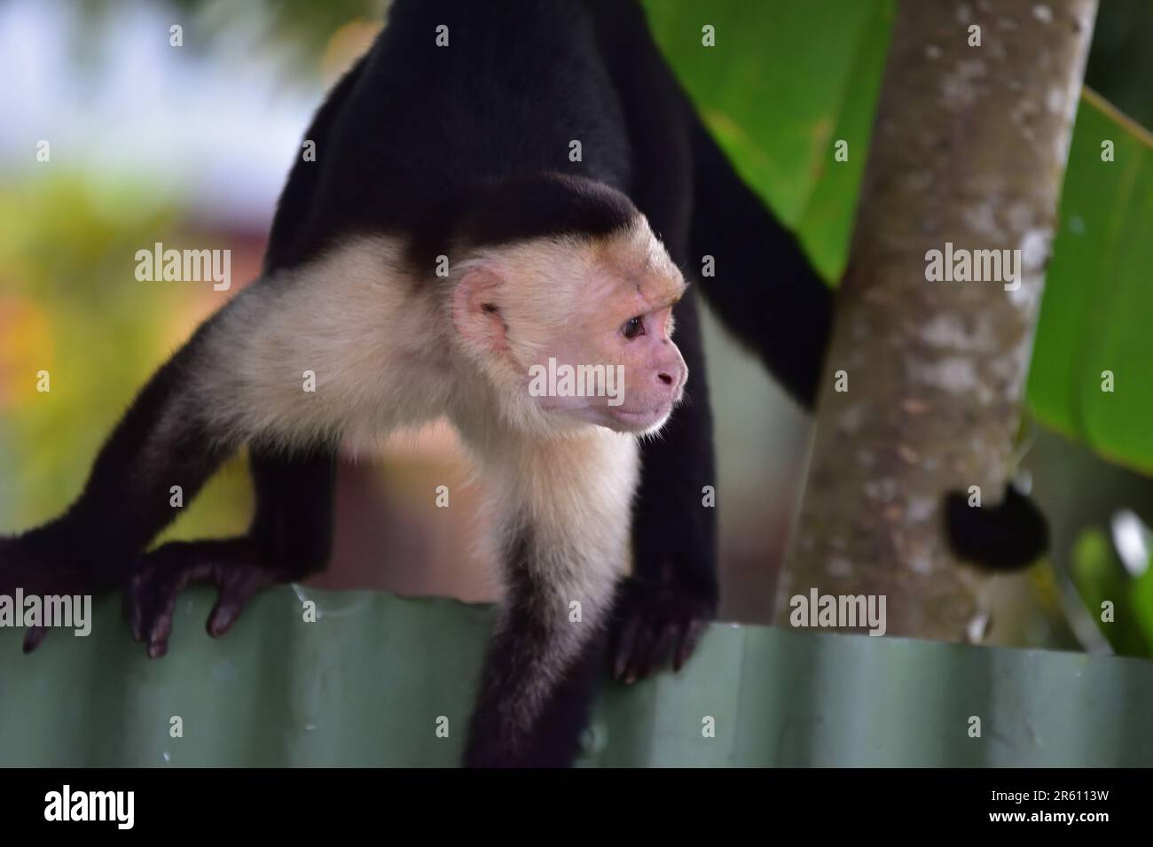 A white faced capuchin (cebus capucinus) in the marine area of Manuel ...