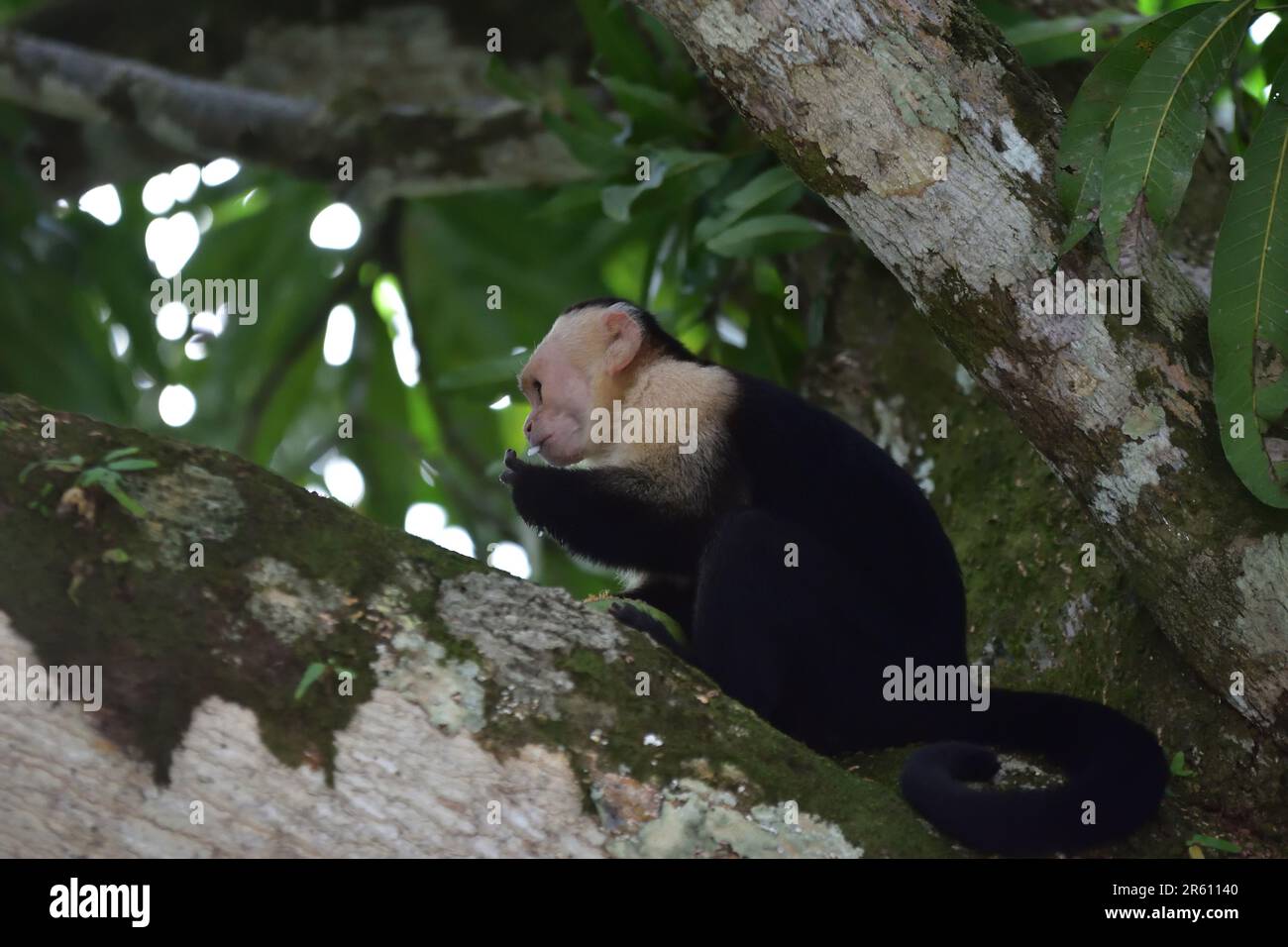 A white faced capuchin (cebus capucinus) in the marine area of Manuel ...
