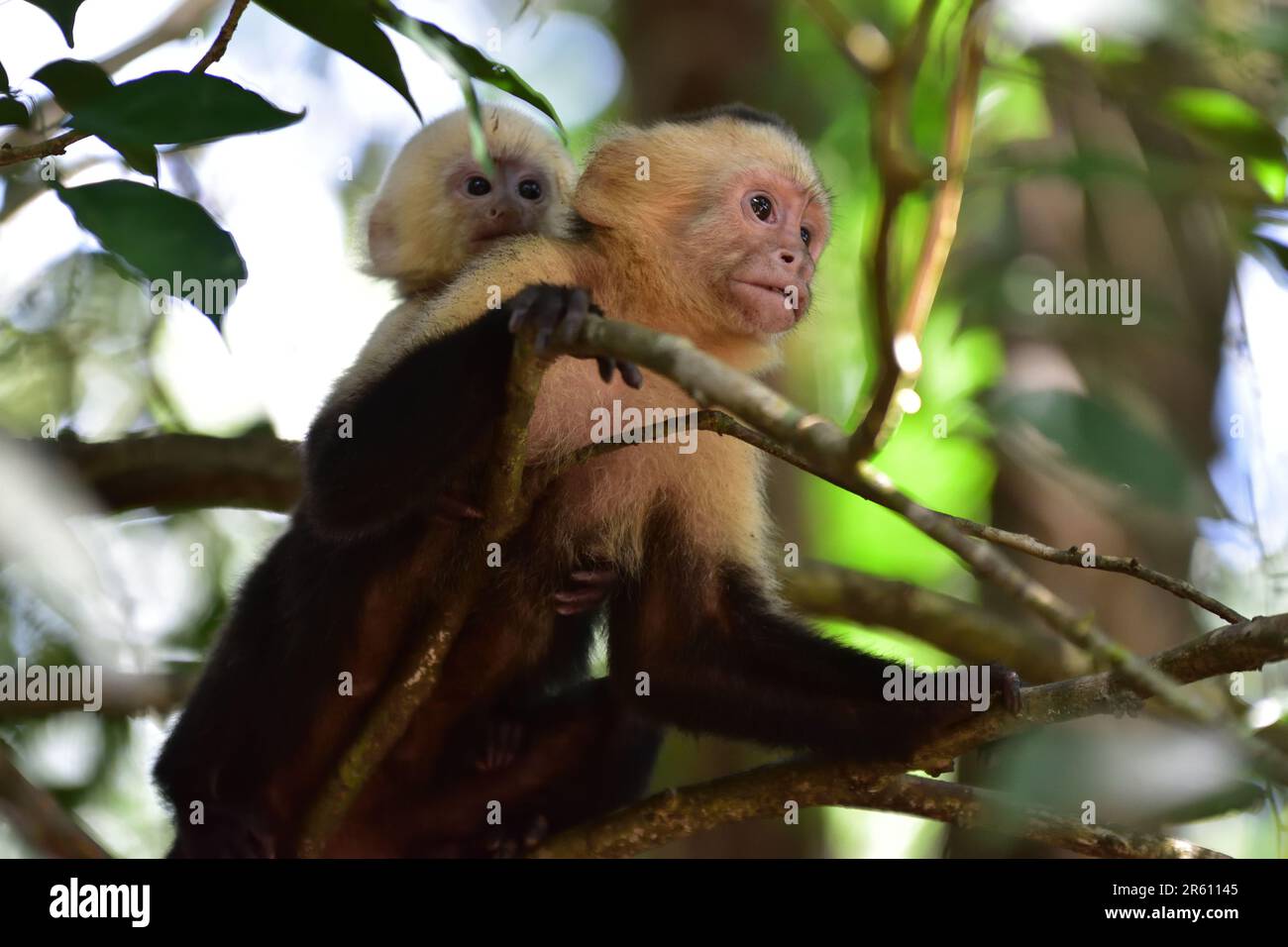 A white faced capuchin (cebus capucinus) with its baby in the marine ...