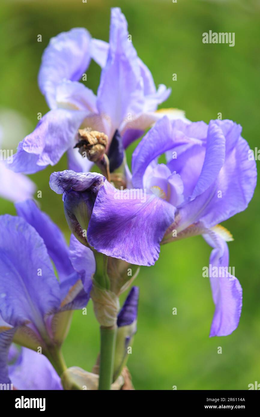 Hidden gardens hi-res stock photography and images - Alamy