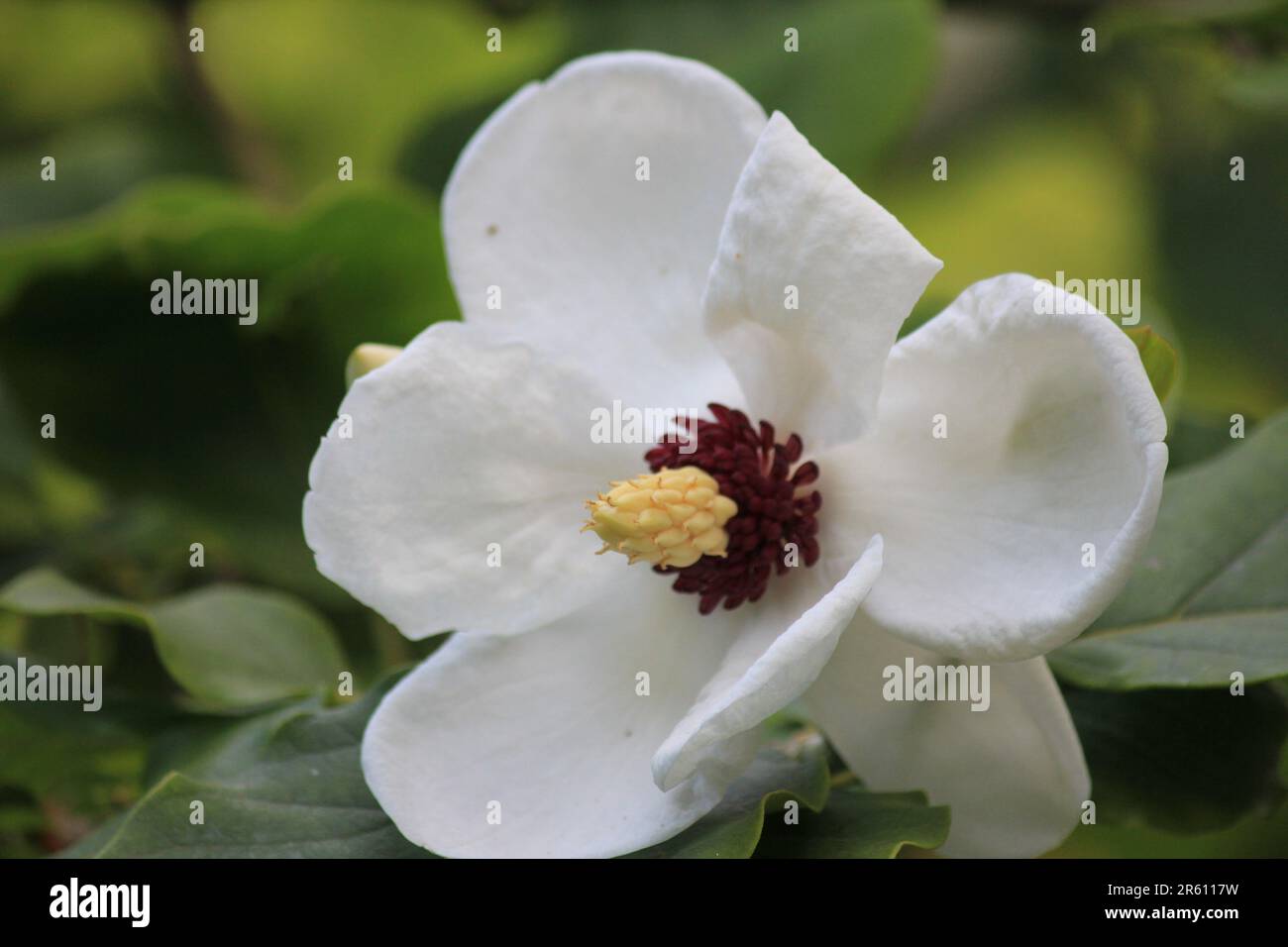 Magnolia award hi-res stock photography and images - Alamy