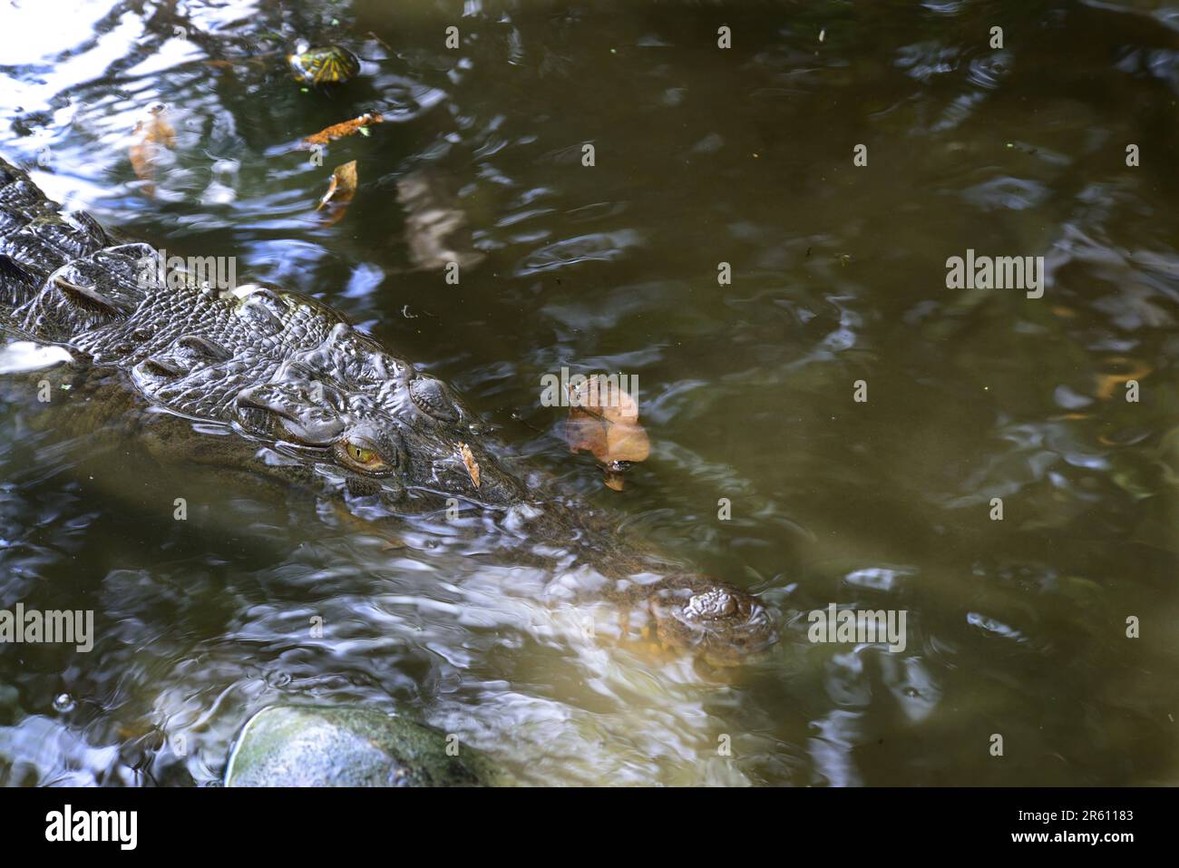 An american crocodile (crocodilus acutus) in the forest in the marine ...