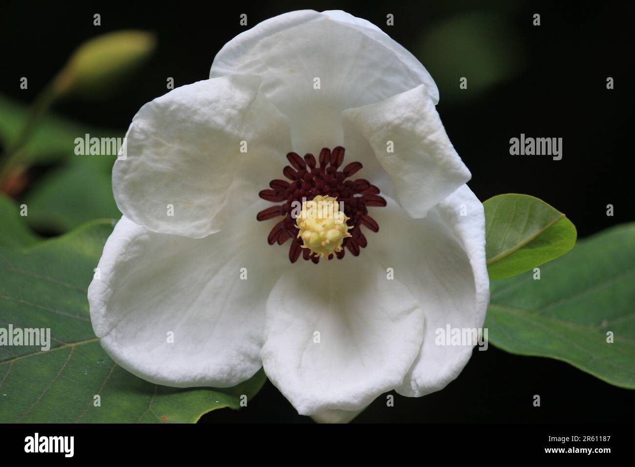 Protected planting location hi-res stock photography and images - Alamy