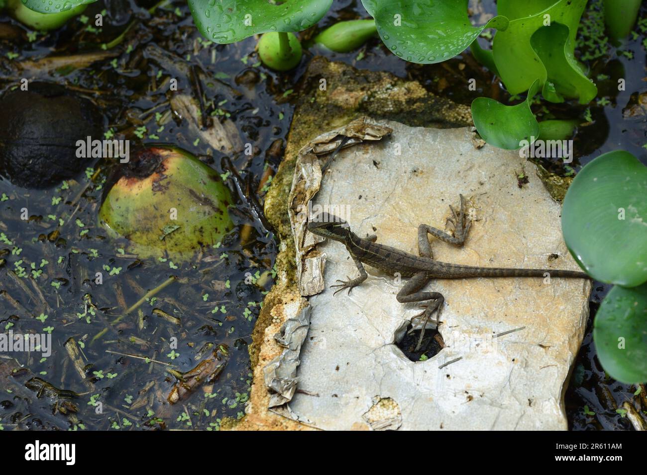 Striped basilisk or Jesus christ Lizard (Basiliscus vittatus) in the ...