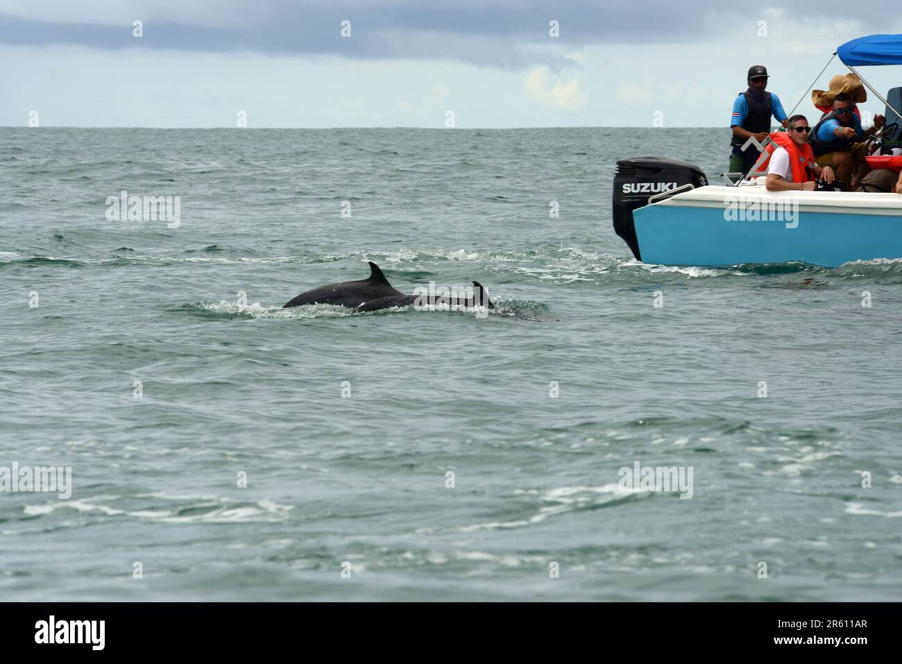 Pantropical spotted dolphin (stenella attenuata) in the marine area of ...