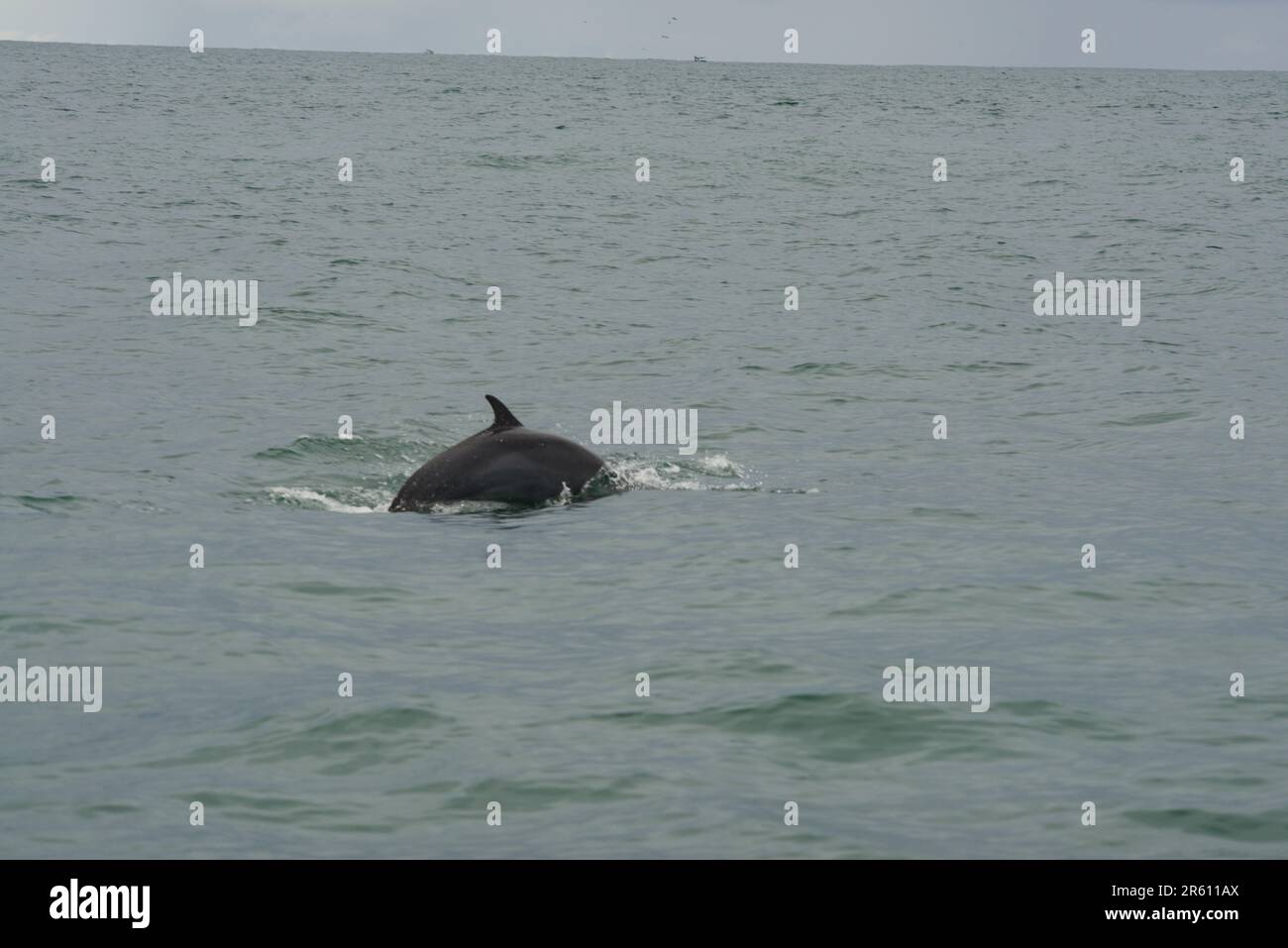 Pantropical spotted dolphin (stenella attenuata) in the marine area of ...