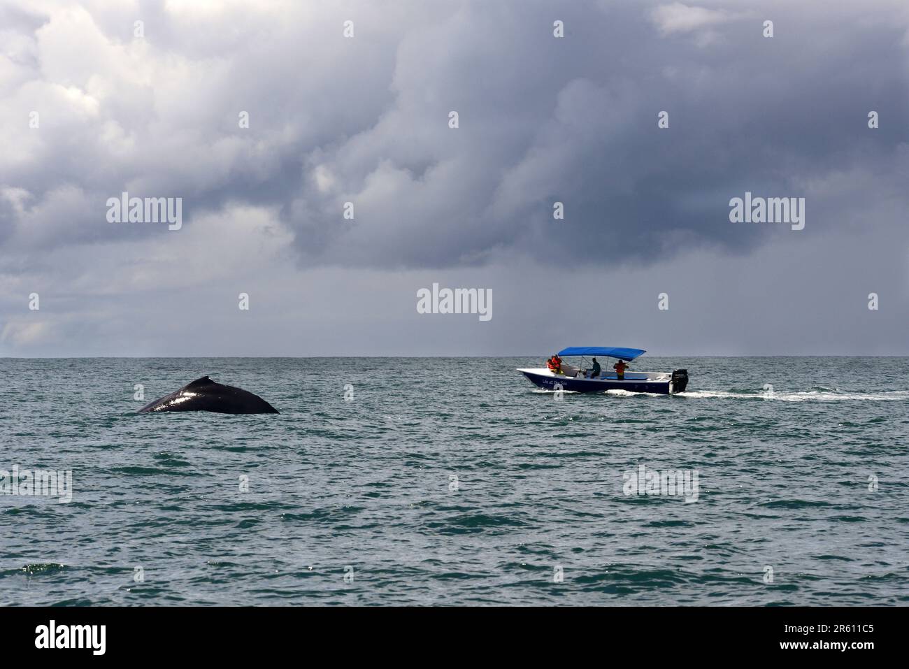 Ballena marine national park costa rica hi-res stock photography and ...