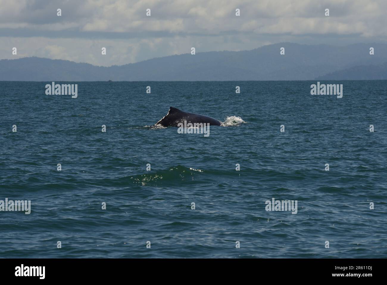 Humpback whale (megaptera novaeangliae) in the marine area of Marina ...