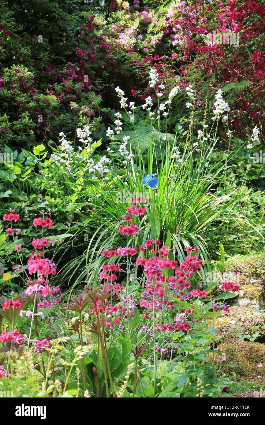 Discovering welsh gardens hi-res stock photography and images - Alamy
