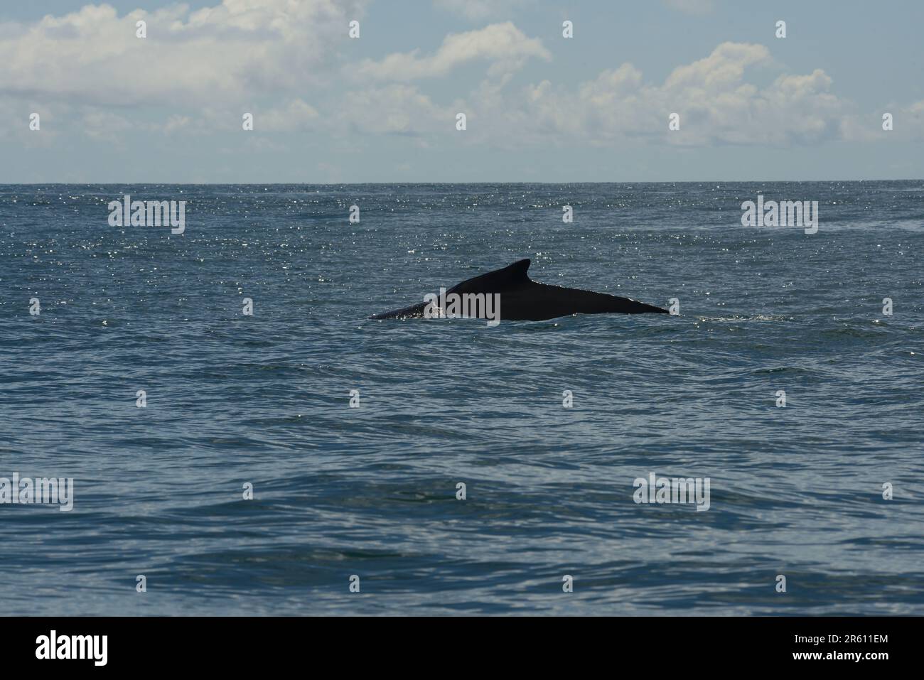 Ballena marine national park costa rica hi-res stock photography and ...
