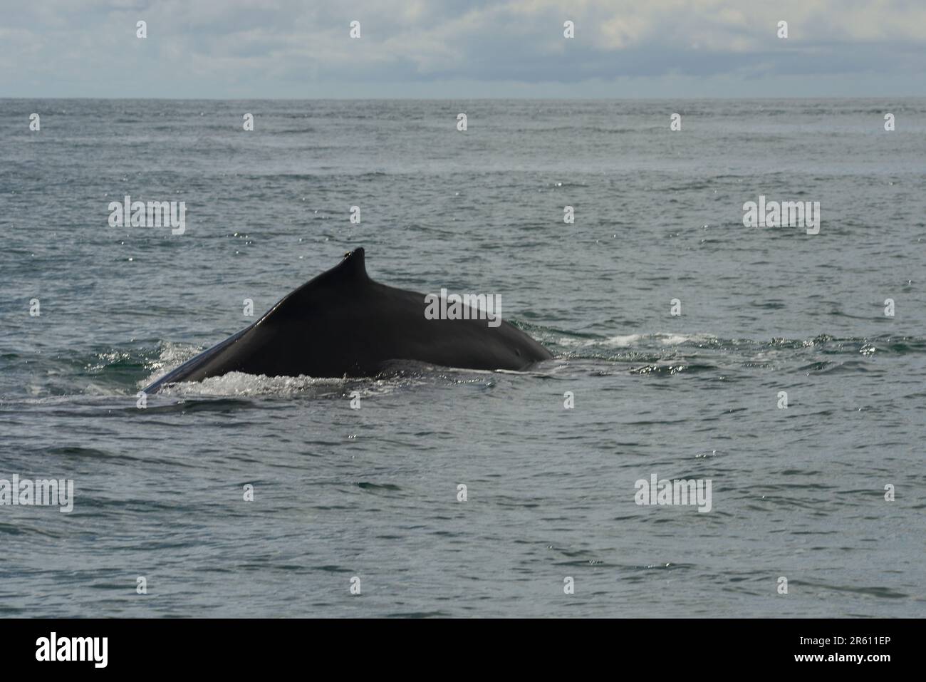 Ballena marine national park costa rica hi-res stock photography and ...