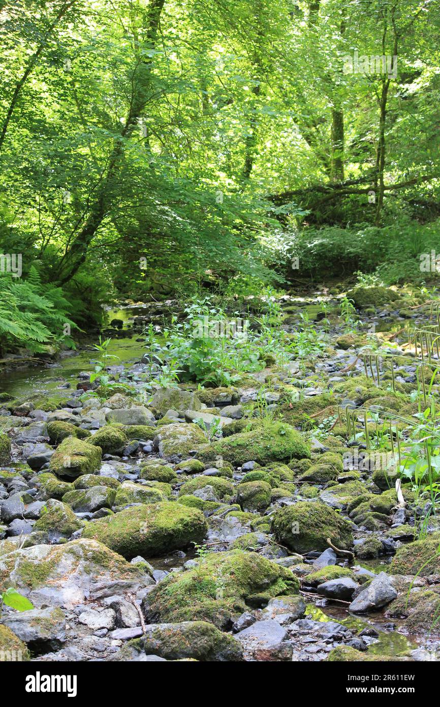 The finest gardens of wales hi-res stock photography and images - Alamy