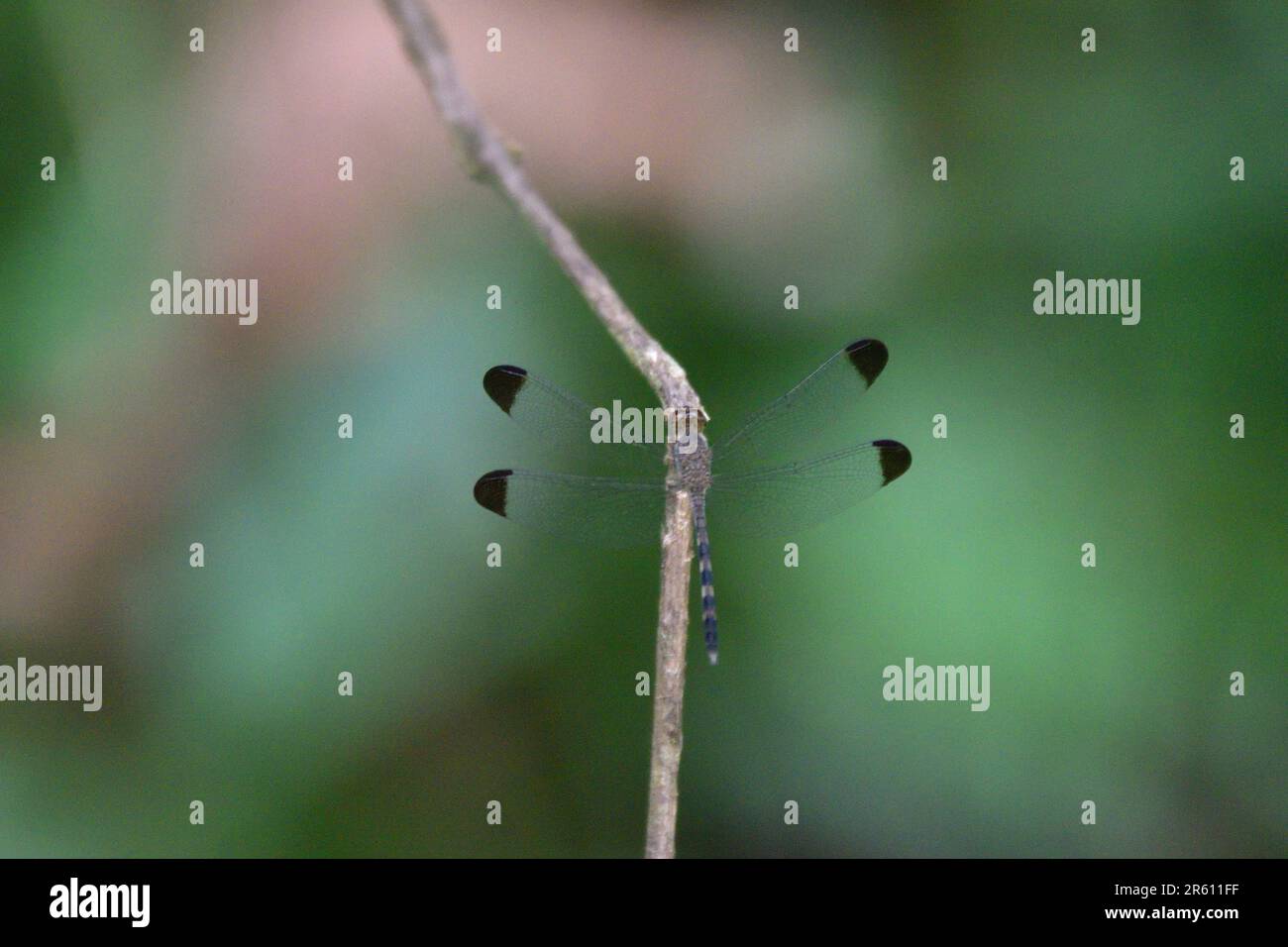 A giant damselfly (mecistogaster) in the forest in the marine area of ...