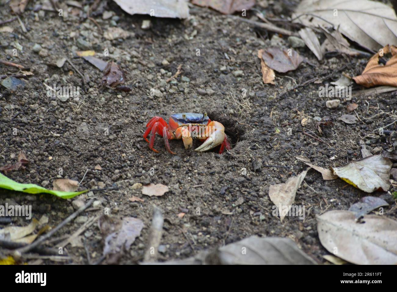 Gecarcinus quadratus, known as the red land crab, whitespot crab ...