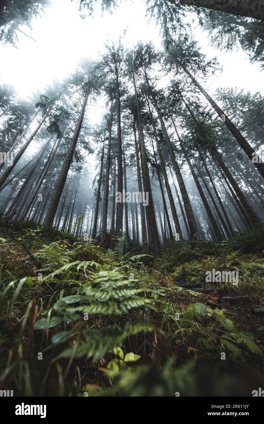 A vertical shot of a humid forest full of green vegetation covered by ...