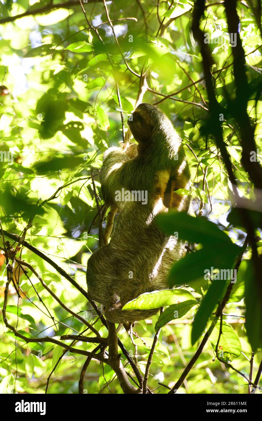 A three-toed sloth (bradybus variegatus) perched on branches. Forest in ...