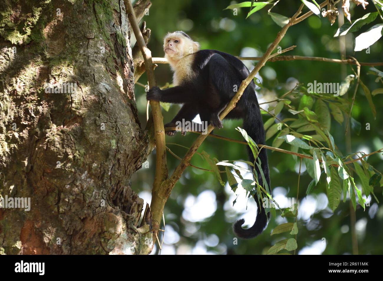 A white faced capuchin (cebus capucinus) in the marine area of Manuel ...