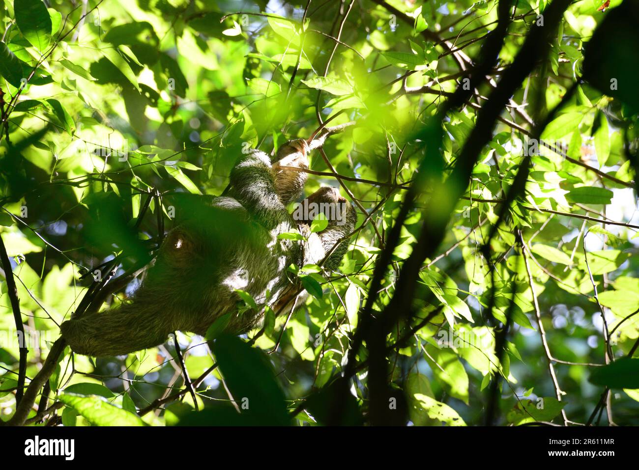 A three-toed sloth (bradybus variegatus) perched on branches. Forest in ...