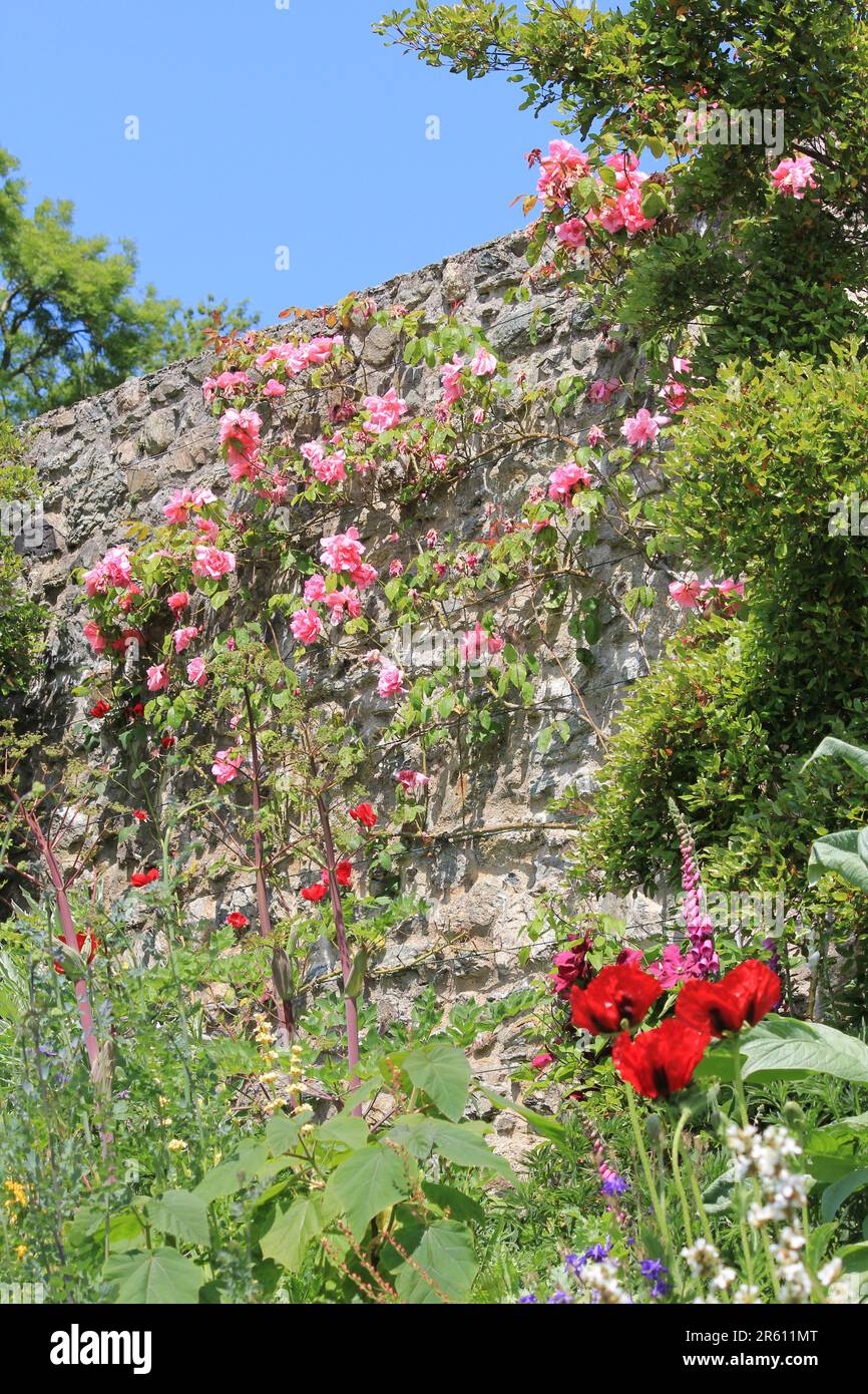 Discovering welsh gardens hi-res stock photography and images - Alamy