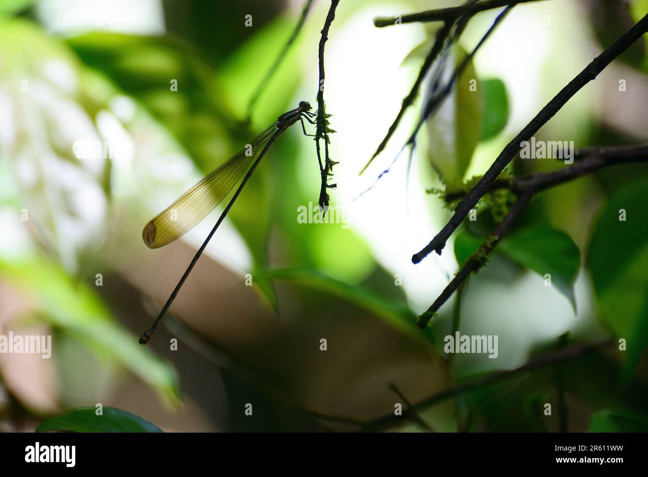 A giant damselfly (mecistogaster) in the forest area in Corcovado ...