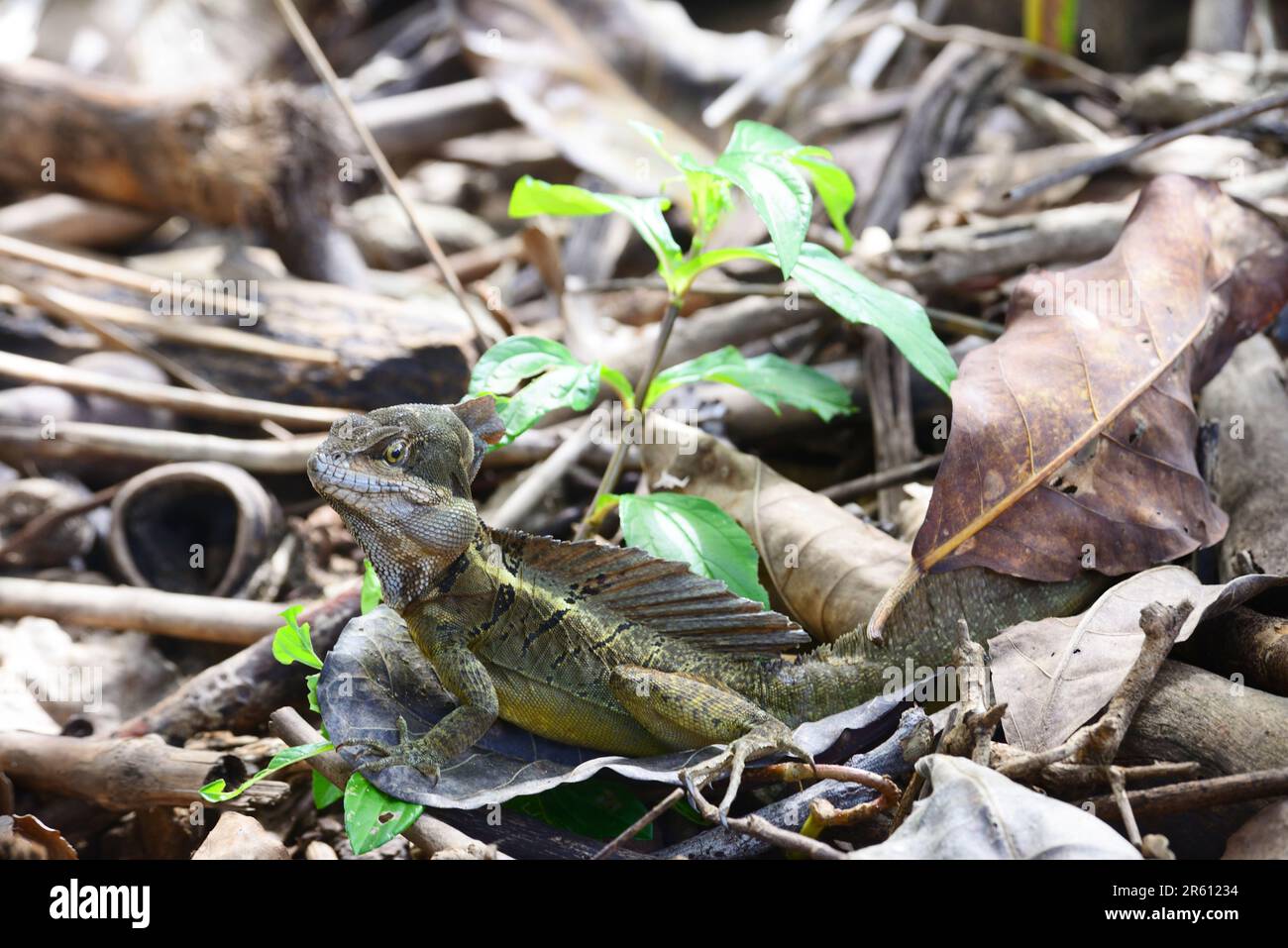 Striped basilisk or Jesus christ Lizard (Basiliscus vittatus) in the ...