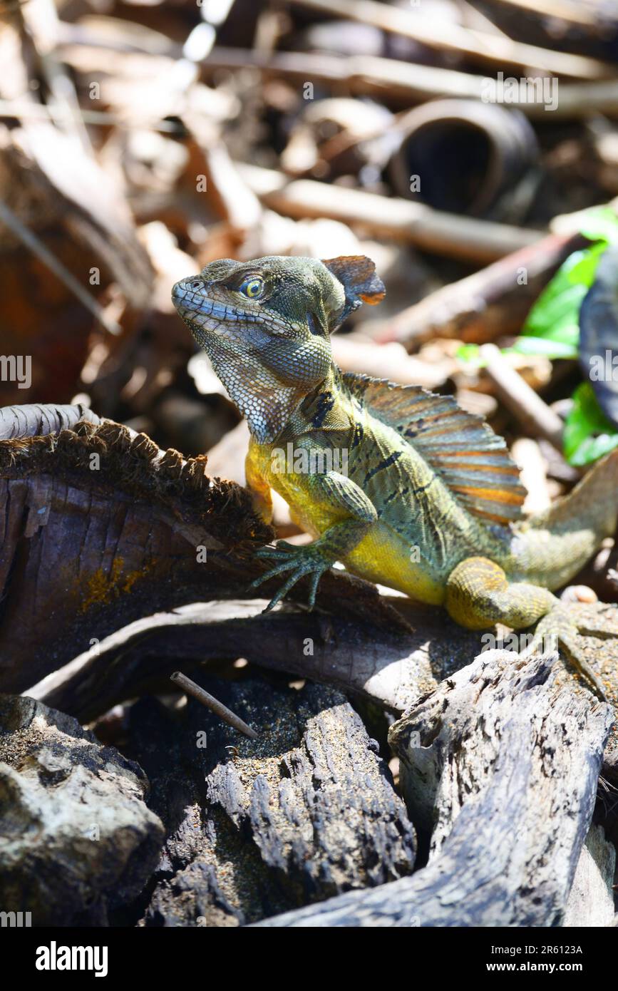 Striped basilisk or Jesus christ Lizard (Basiliscus vittatus) in the ...