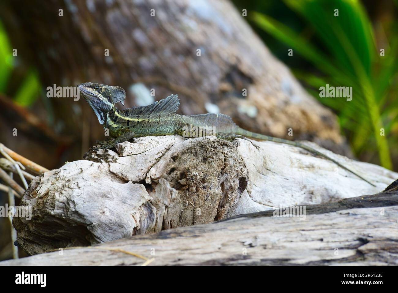 Striped basilisk or Jesus christ Lizard (Basiliscus vittatus) in the ...