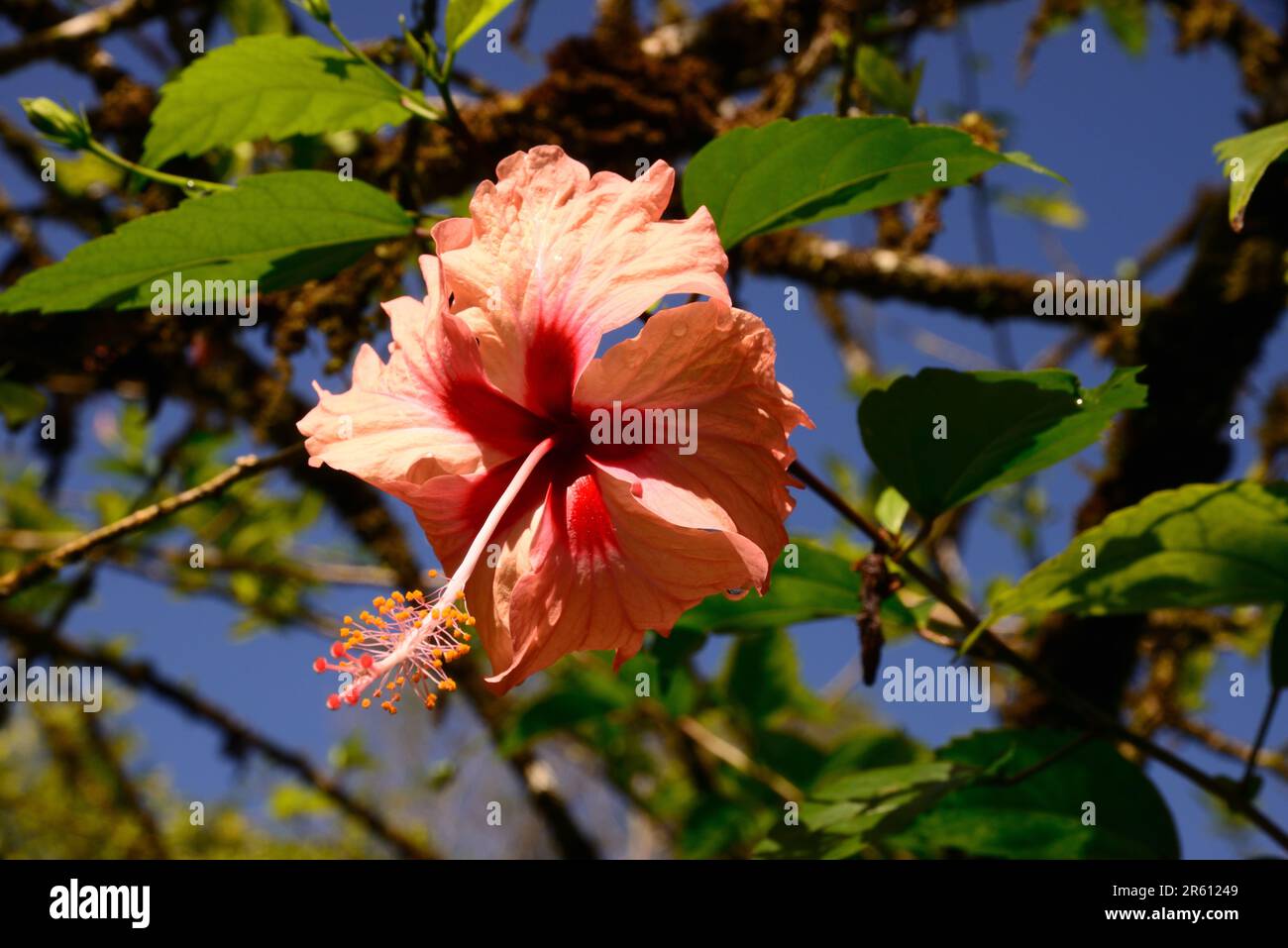 Hibiscus is the national Costa Rica flower on Drake's Beach, entrance ...