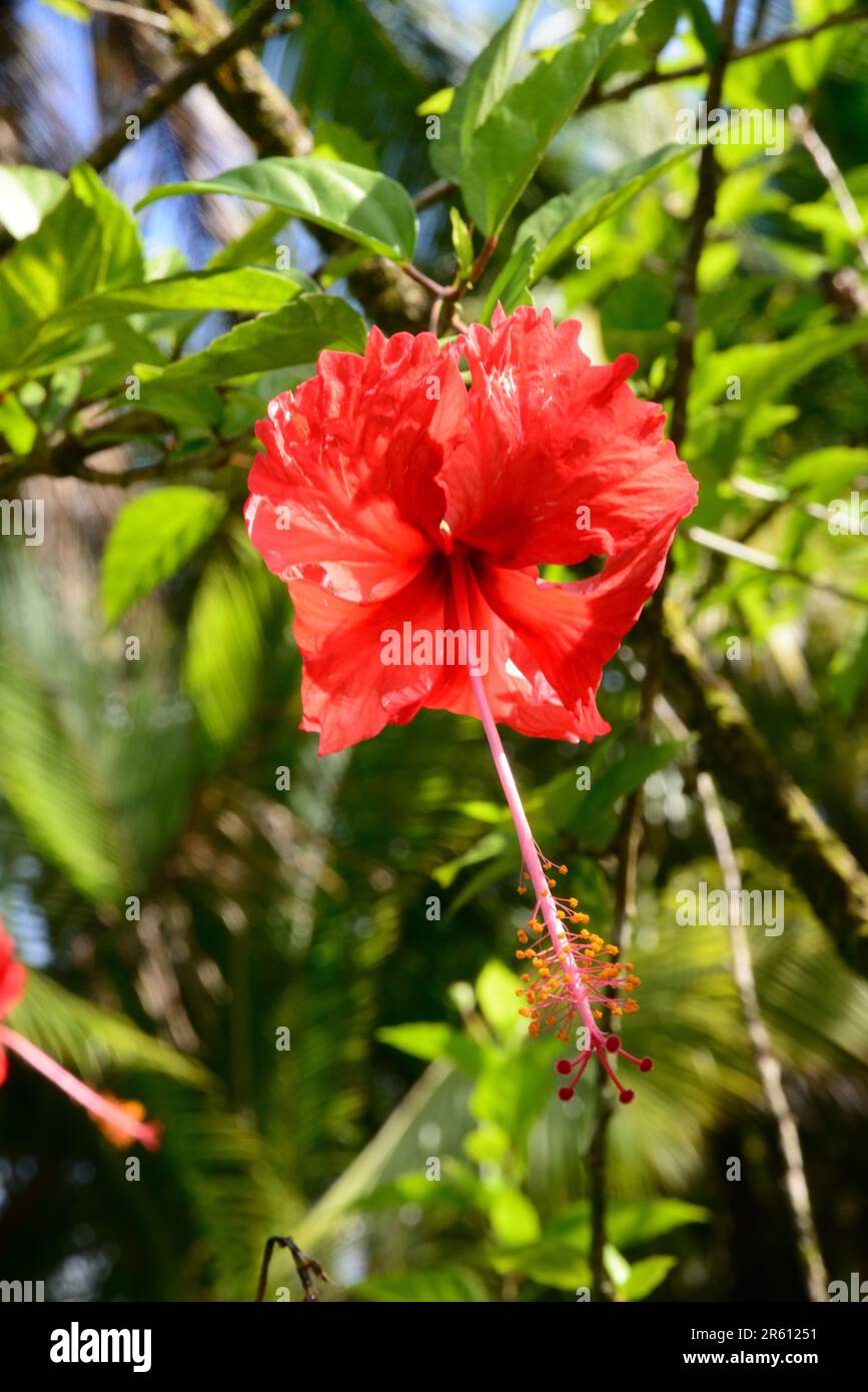 Hibiscus is the national Costa Rica flower on Drake's Beach, entrance ...