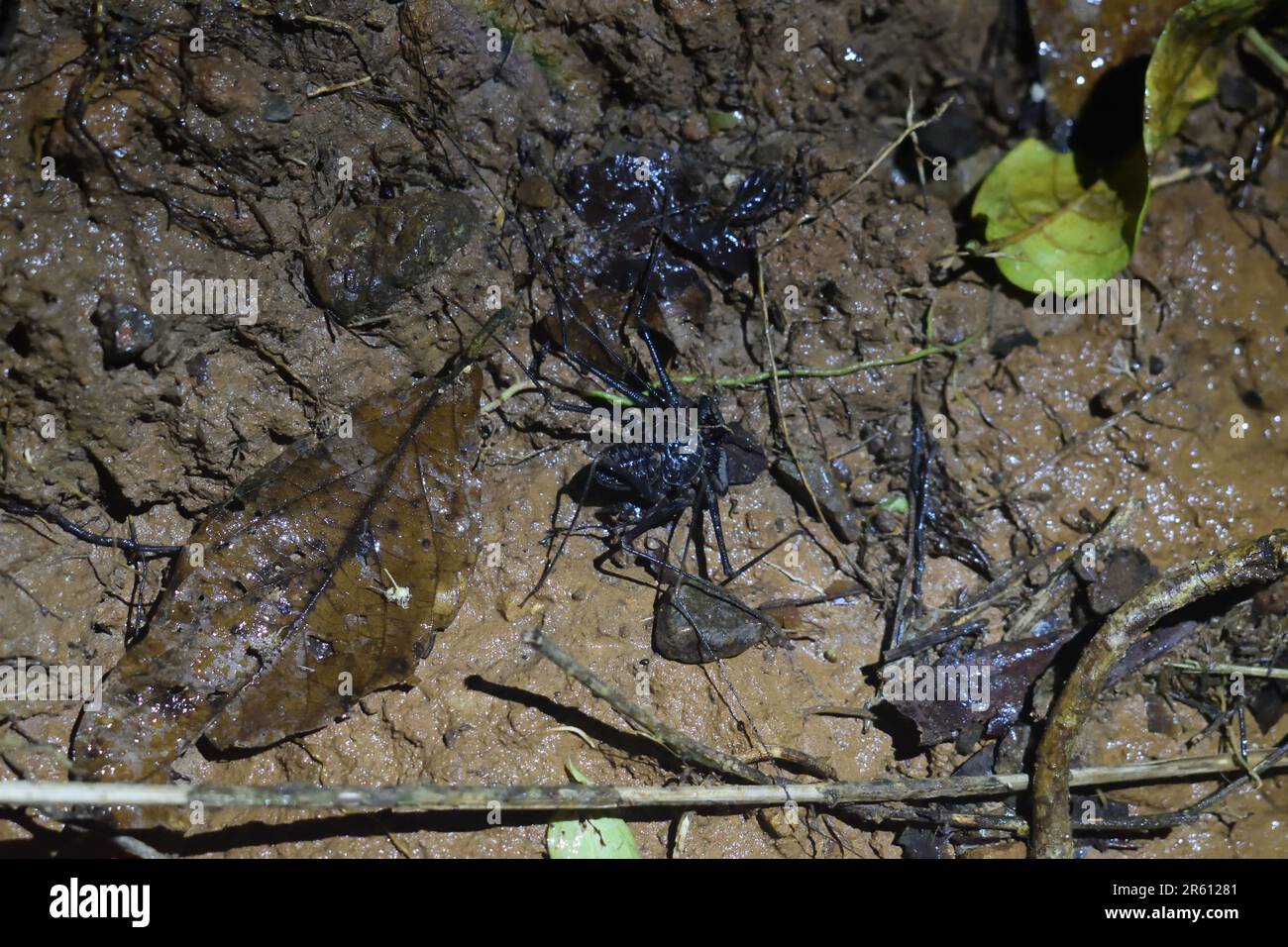 A spider scorpion (Amblypygi) during a night walk in a banana ...