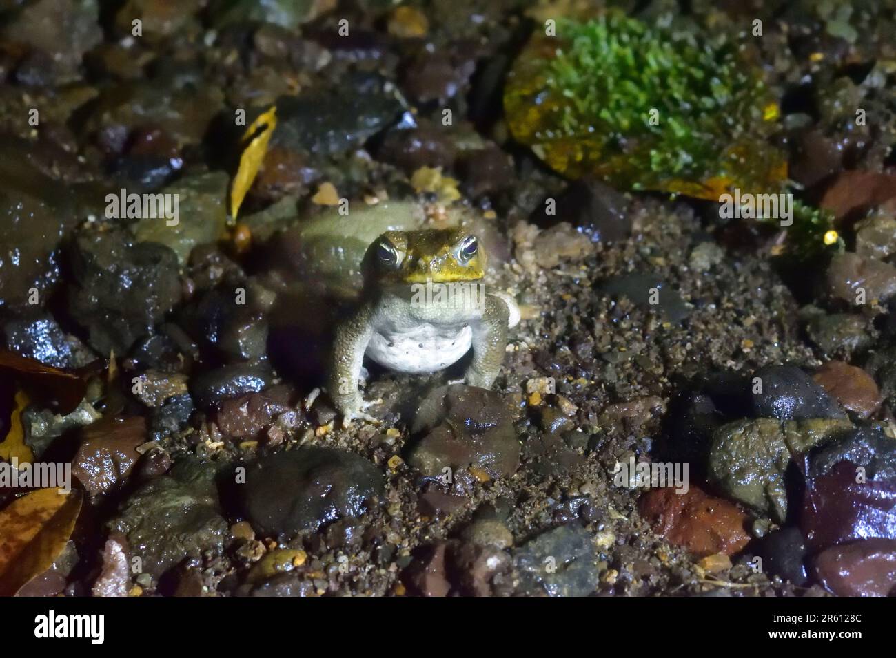 A male Litter Toad (Bufo haematicus) during a night walk in a banana ...
