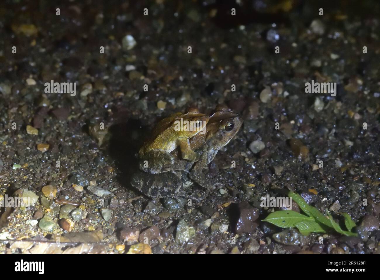 A male and female couple of Litter Toad (Bufo haematicus) during a ...