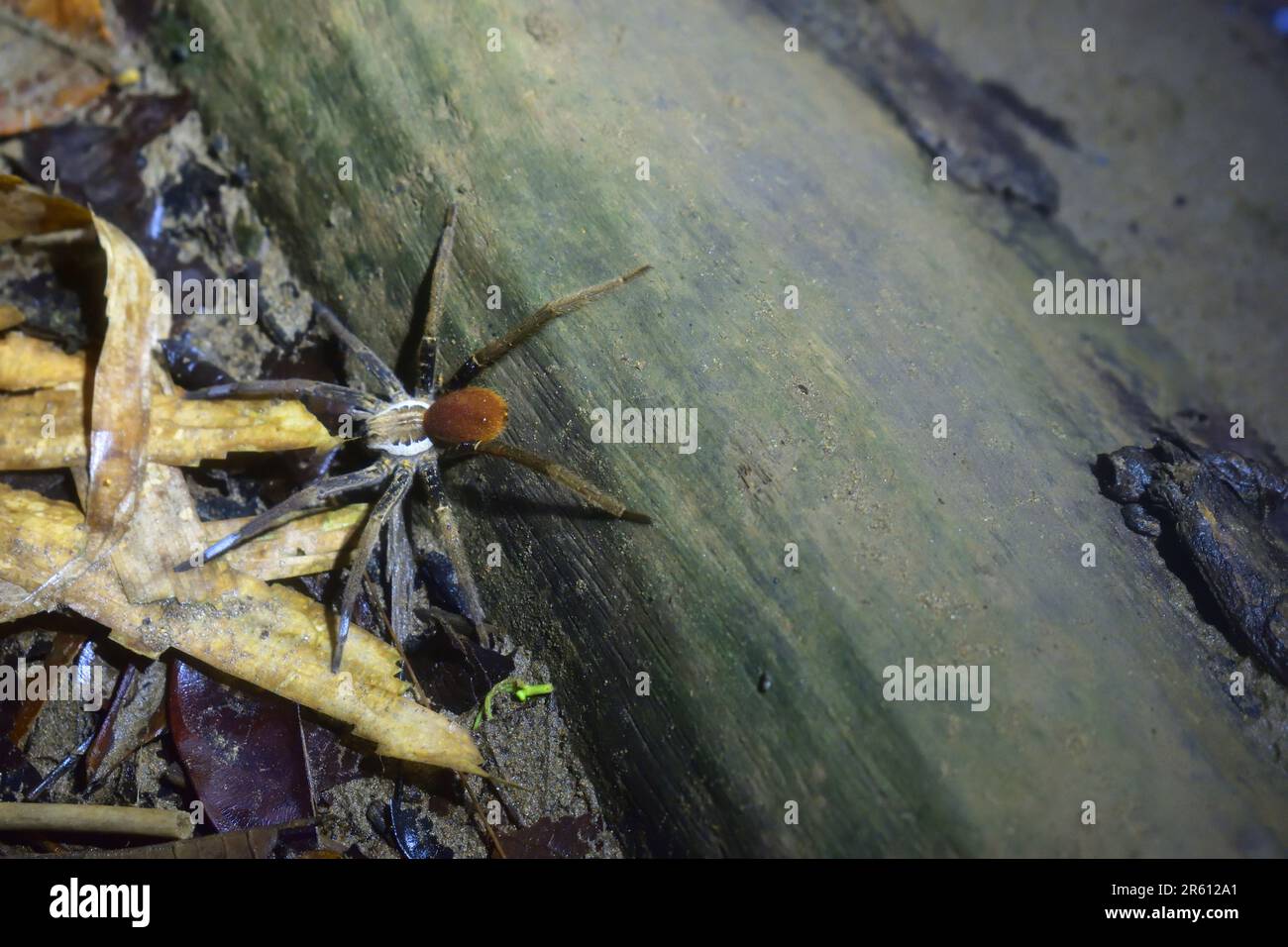 A wolf spider (Lycosidae) during a night walk in a banana plantation in ...