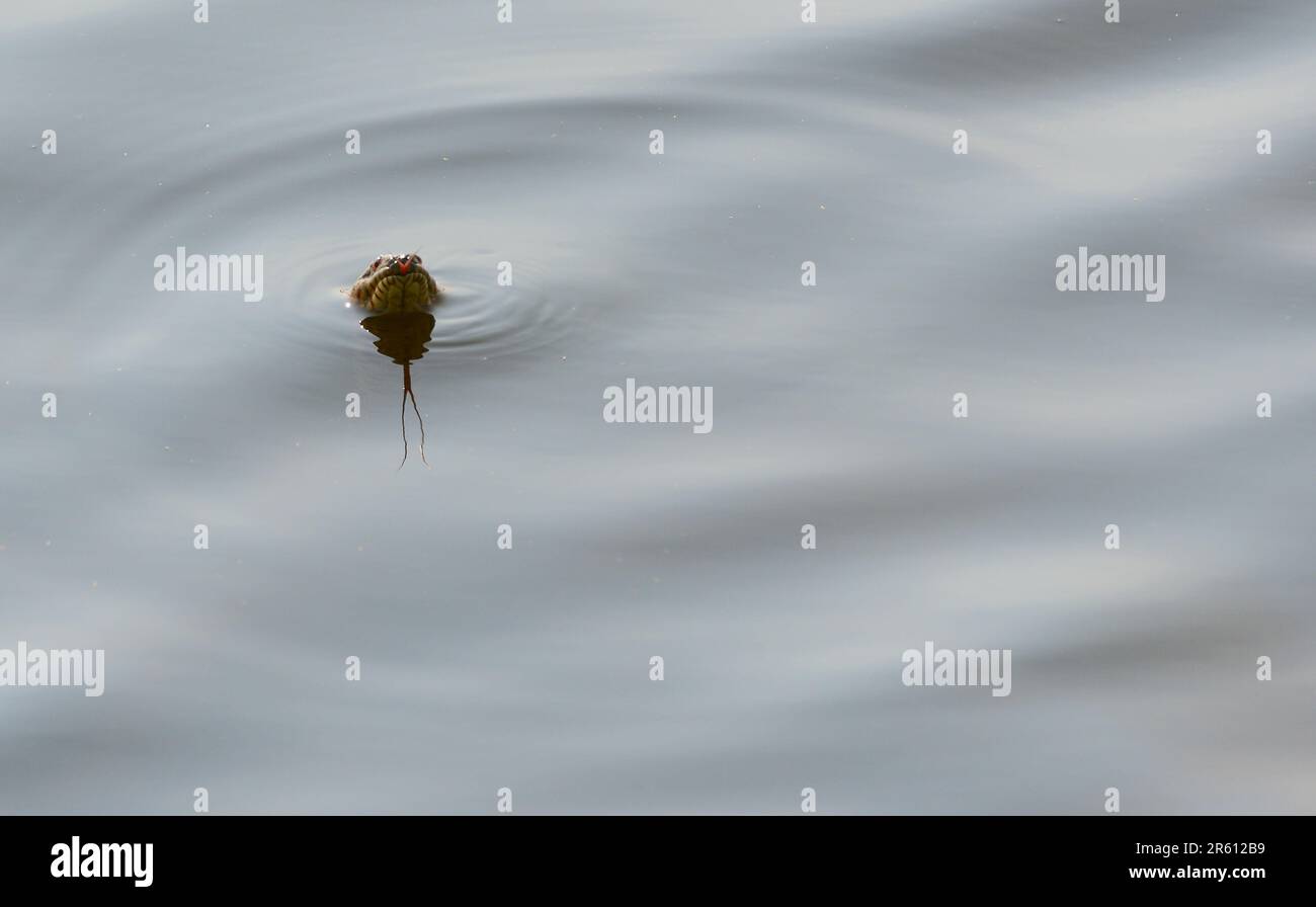 Banded Watersnake (Nerodia fasciata) in water Stock Photo - Alamy