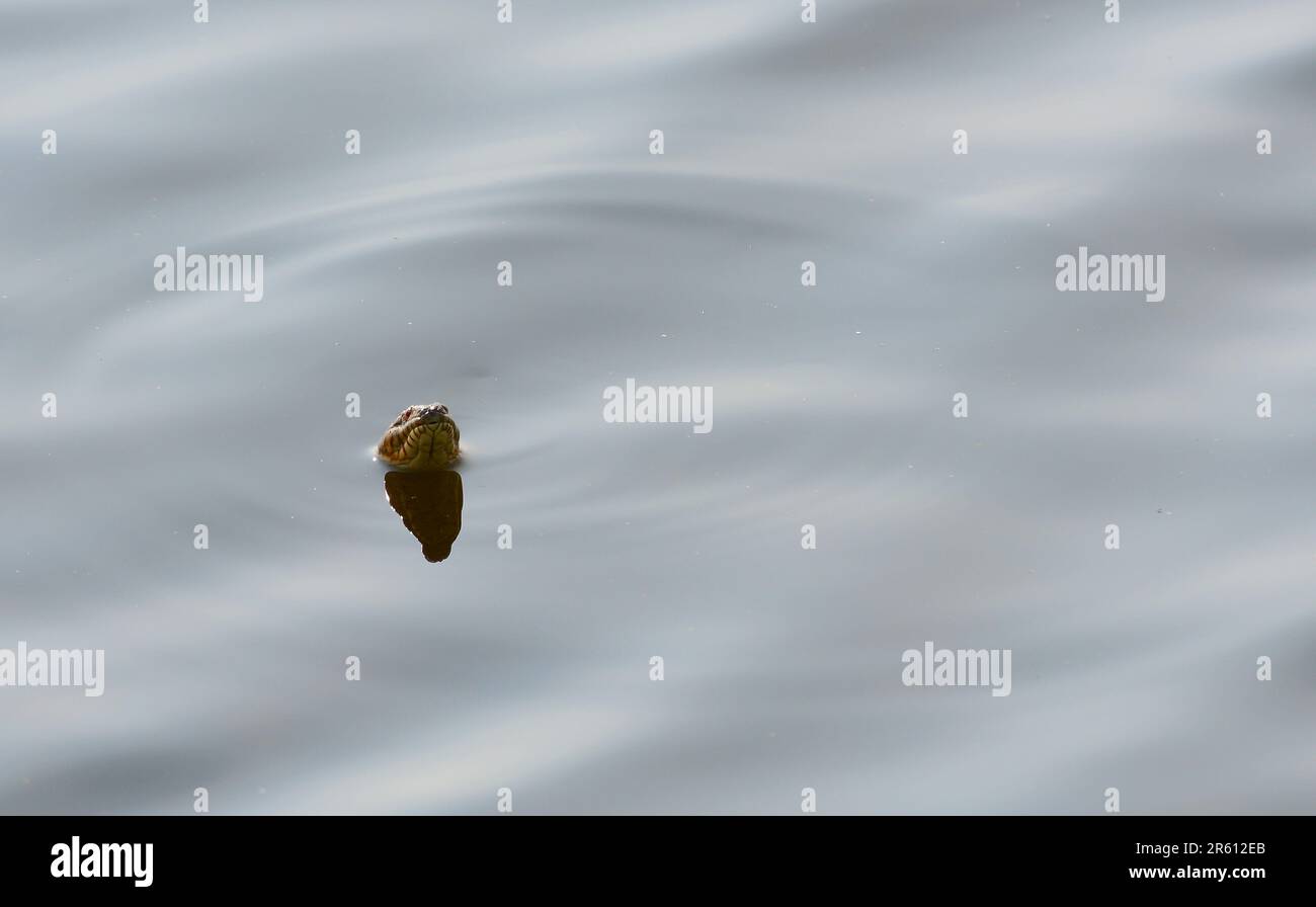 Banded Watersnake (Nerodia fasciata) in water Stock Photo - Alamy
