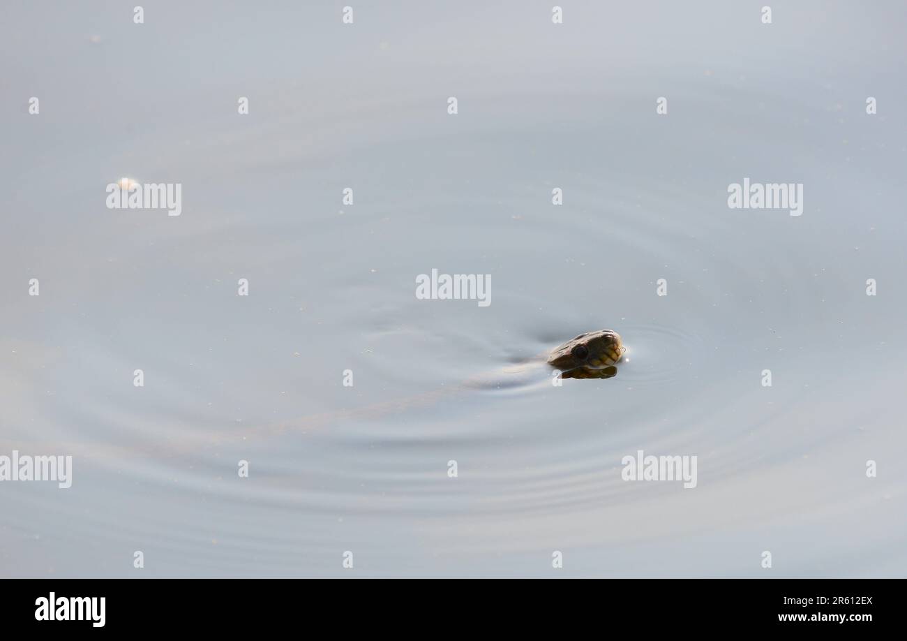 Banded Watersnake (Nerodia fasciata) in water Stock Photo - Alamy