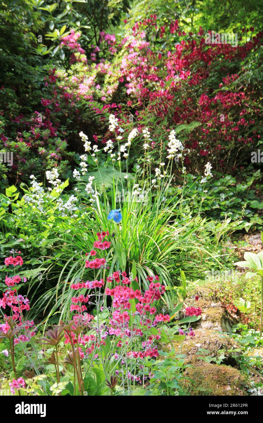 Plas Cadnant, Hidden Gardens Stock Photo - Alamy