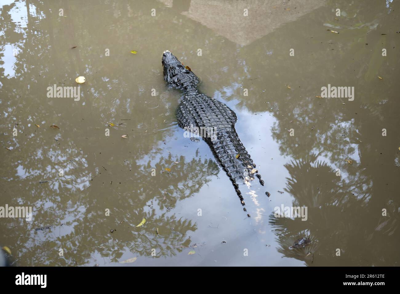 Emerging from pool hi-res stock photography and images - Alamy