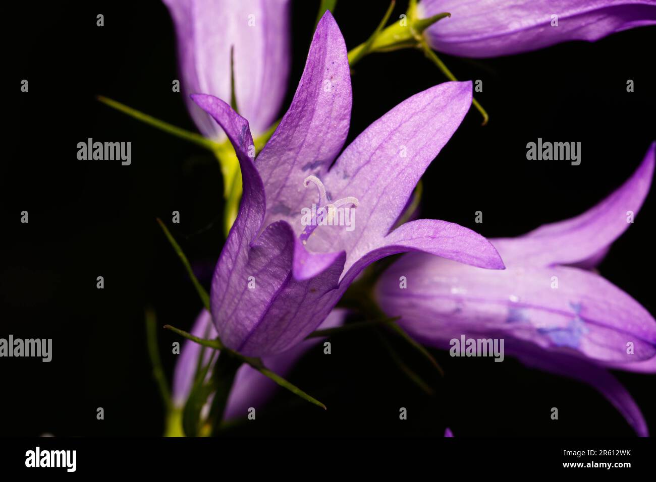 Striking purple blooms hi-res stock photography and images - Alamy