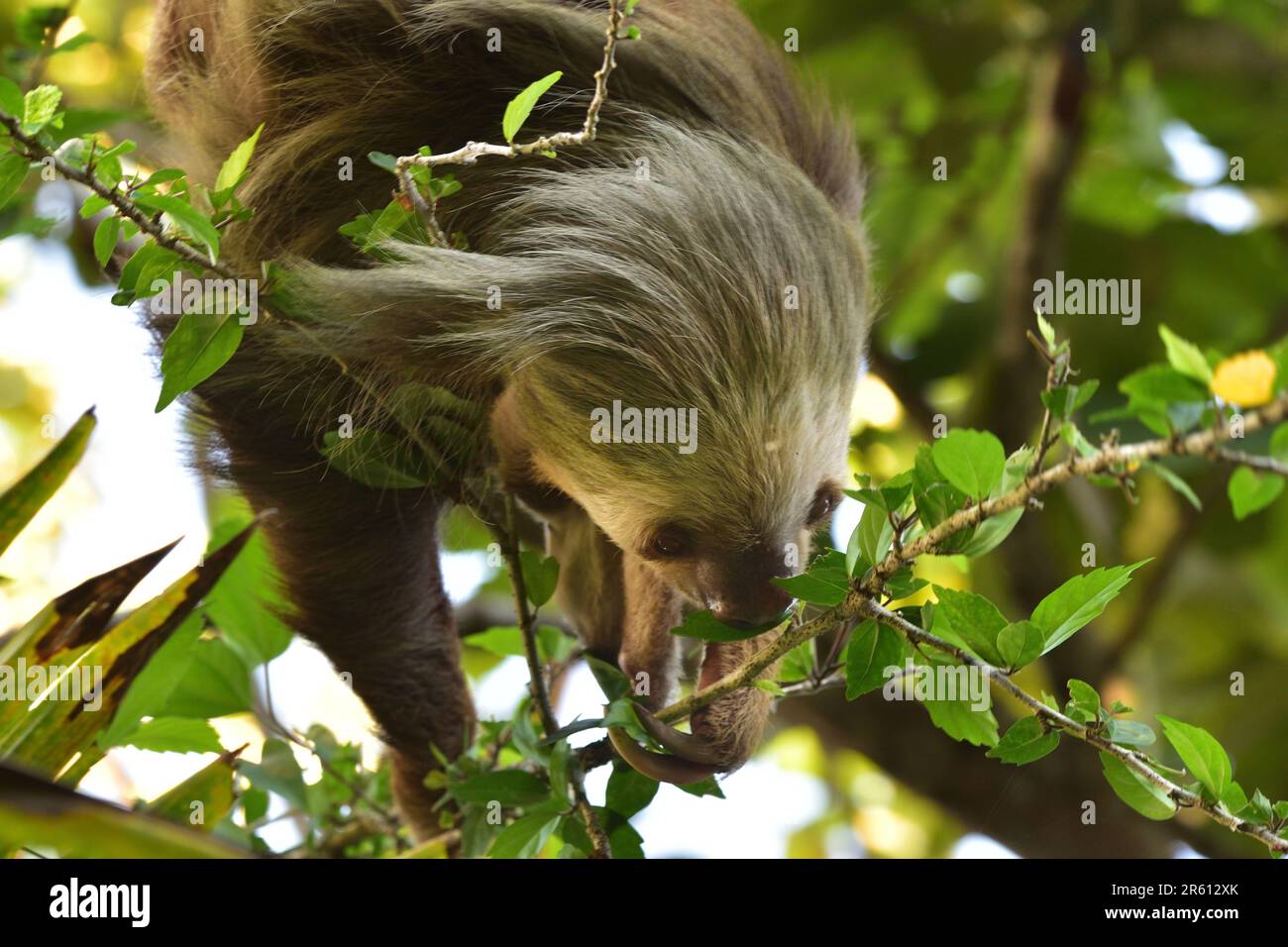 A two-toed sloth (choloepus hoffmanni) with its baby perched on ...