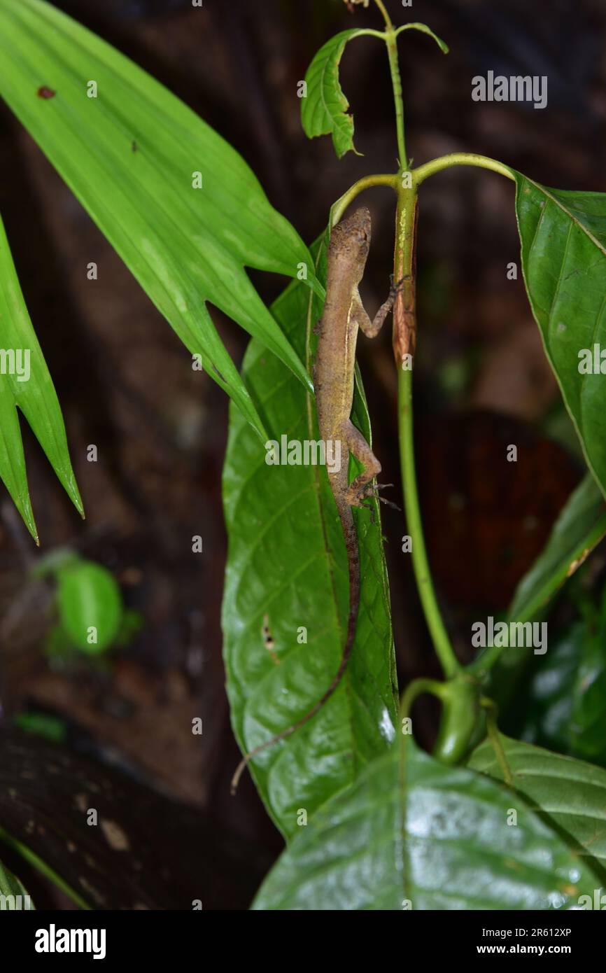 Slender anole lizard during a Cloud Forest Mountains Hike, Dos Brazos ...