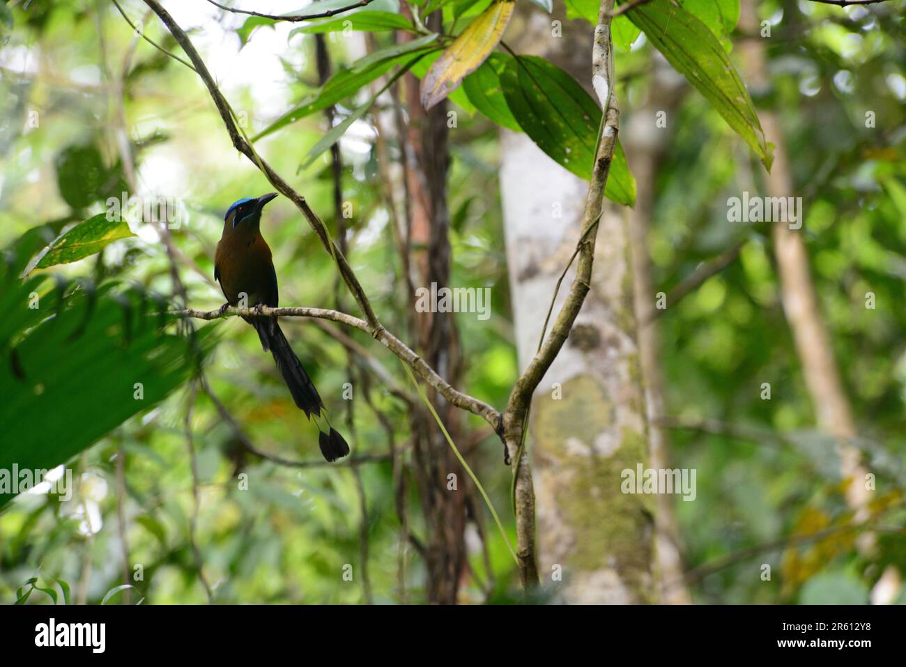 Blue crowded motmot (momotus momota) on a tree in the Cloud Forest ...