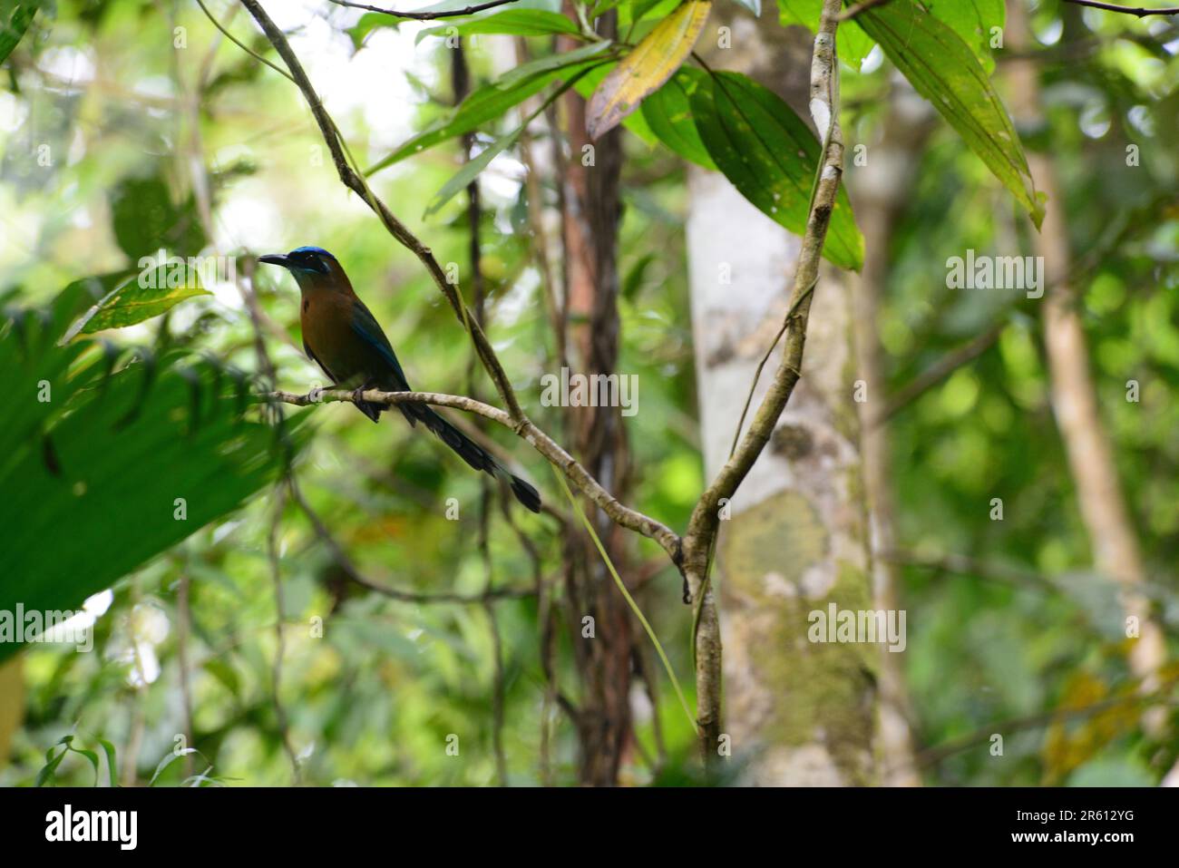 Blue crowded motmot (momotus momota) on a tree in the Cloud Forest ...