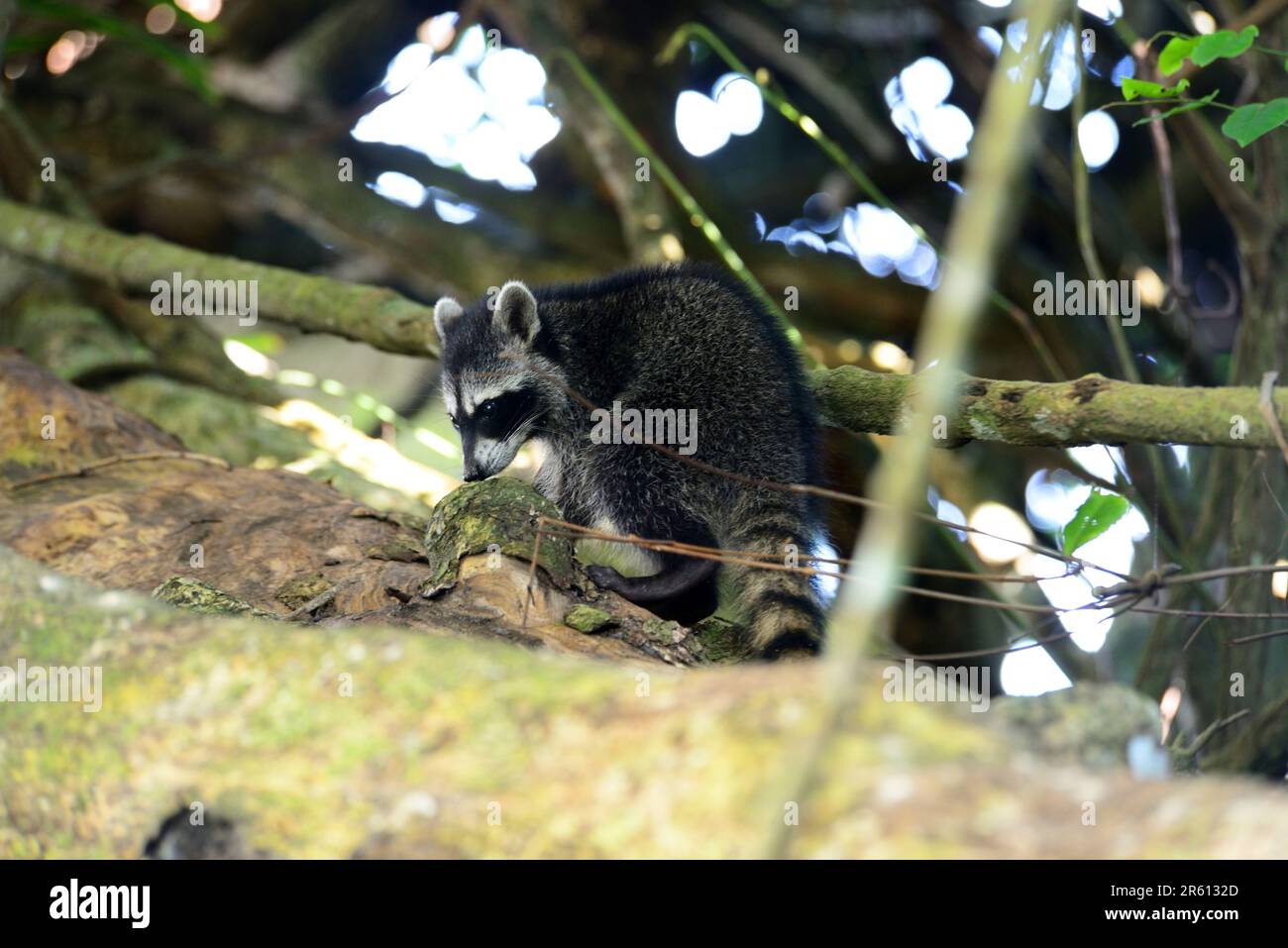 A crab eater racoon (procyon cancrivorus) or procyon in the forest of ...