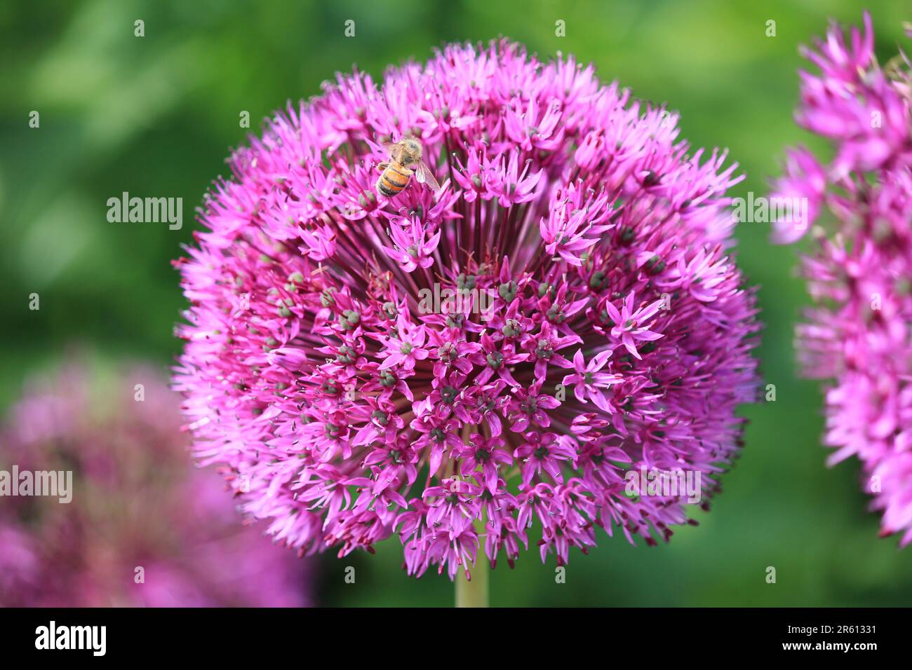 Allium giganteum species flowering plant hi-res stock photography and ...
