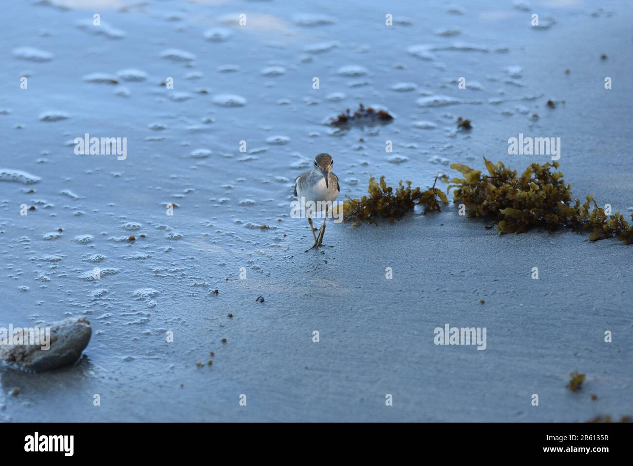 Mauri fishing hi-res stock photography and images - Alamy